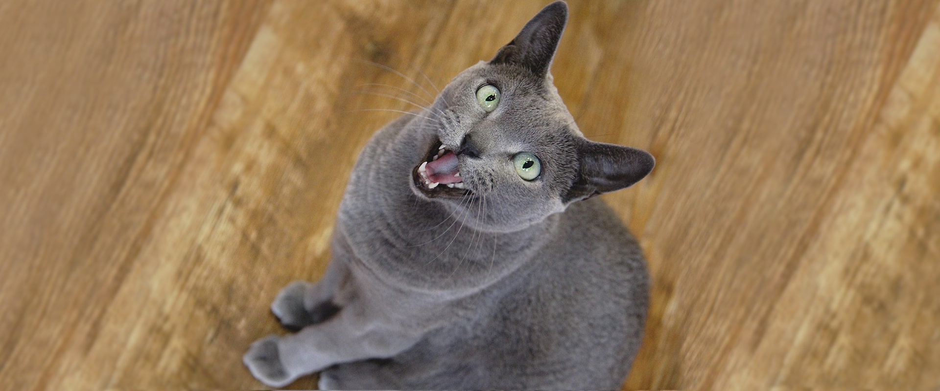 Why Does My Cat ...? Weird Cat Behaviors Explained | DINE® AU