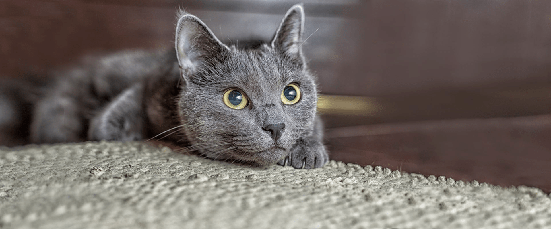 Caring for you older cat | DINE® AU