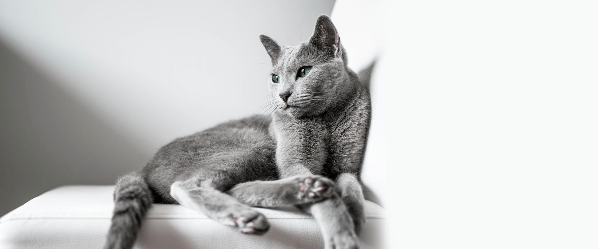 Types of Cat Personalities | DINE® AU