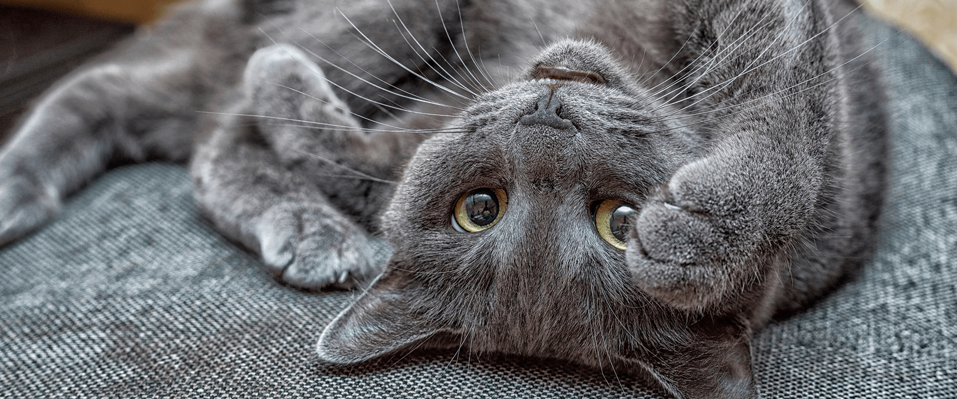 What Do Your Cat’s Sounds Mean? | DINE® AU