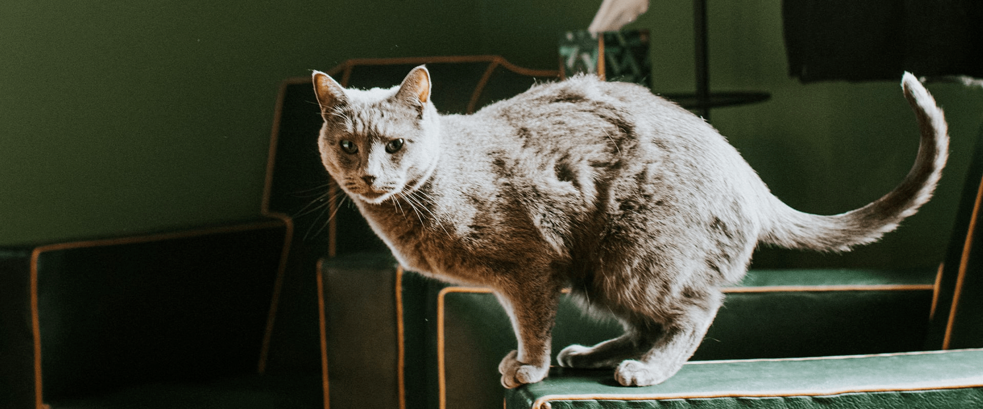 Deciphering Your Cats Body Language | DINE® AU