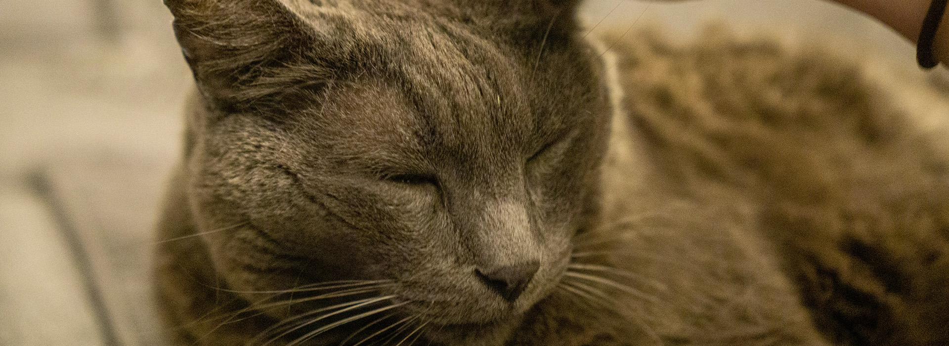 Sustainable Cat Food Choices | Dine